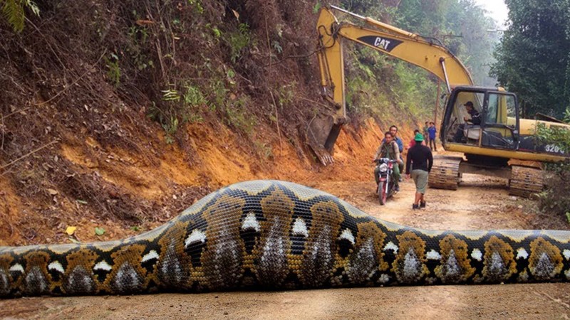 Un serpent géant de plus de 400 kg découvert sur un chantier | BedTimez