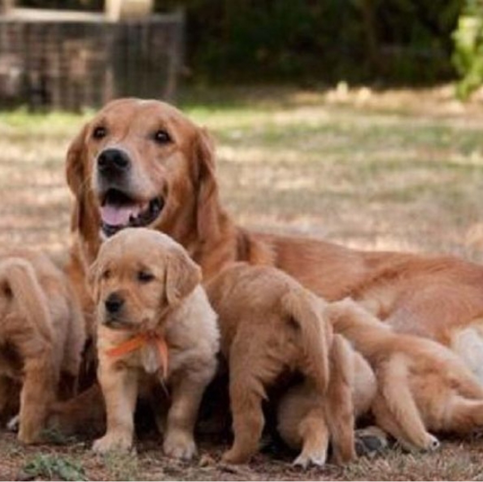 Les Pompiers Pensent Sauver Des Chiots, Mais Ils Se Rendent Vite Compte ...