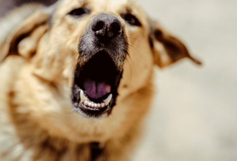 Abandoned Dog Starts Barking at a Bush and Shocks Everyone | BedTimez